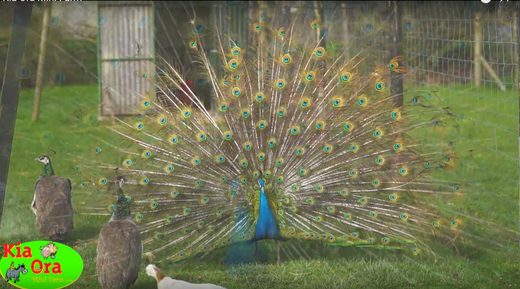 Kia-Ora Video : Professional Video Production Gorey Wexford
